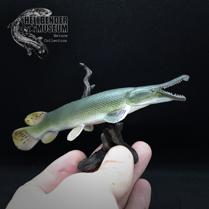3D Printable Freshwater Monsters Giant Fish Multipack by Hellbender Museum