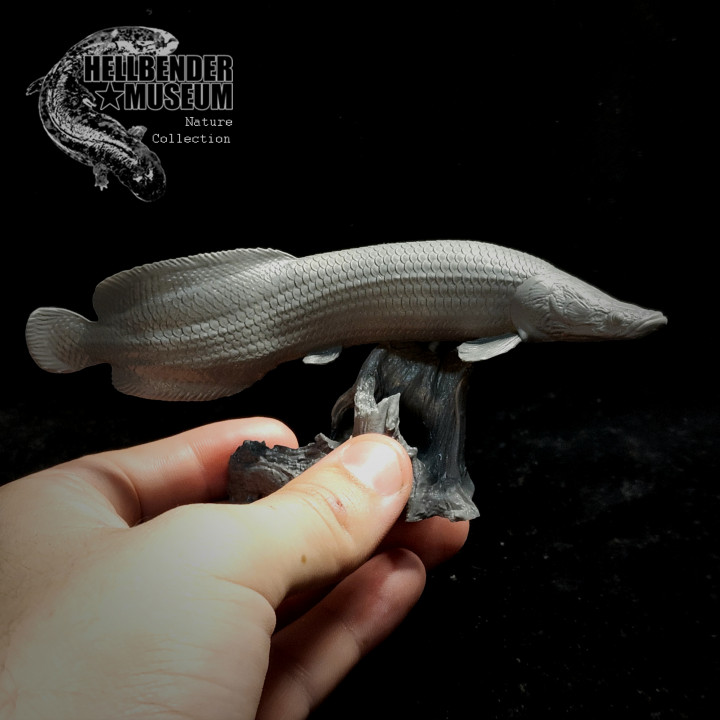 3D Printable Freshwater Monsters Giant Fish Multipack by Hellbender Museum