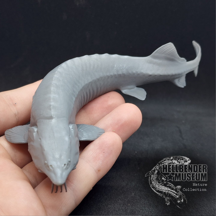 3D Printable Freshwater Monsters Giant Fish Multipack by Hellbender Museum