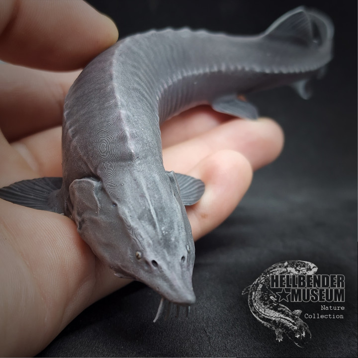 3D Printable Freshwater Monsters Giant Fish Multipack by Hellbender Museum