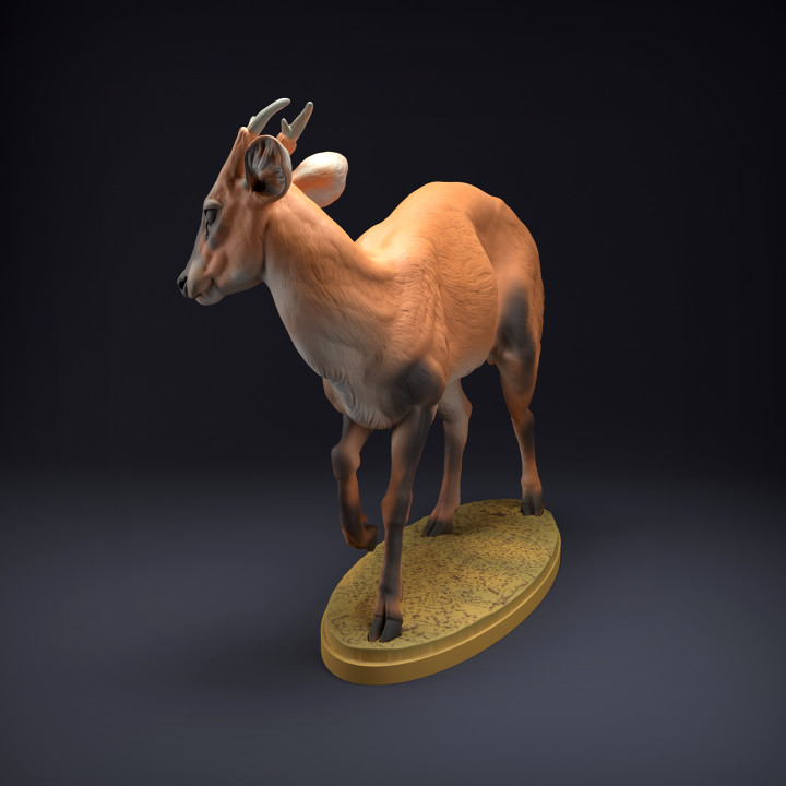 3D Printable Muntjac Deer by Animal Den Miniatures