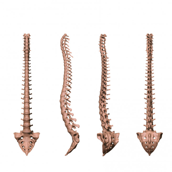 3D Printable Human spine by Viktoriya Kabanova
