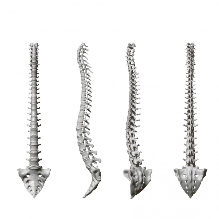 3D Printable Human spine by Viktoriya Kabanova
