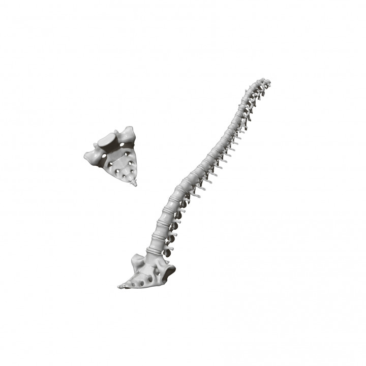 3D Printable Human spine by Viktoriya Kabanova