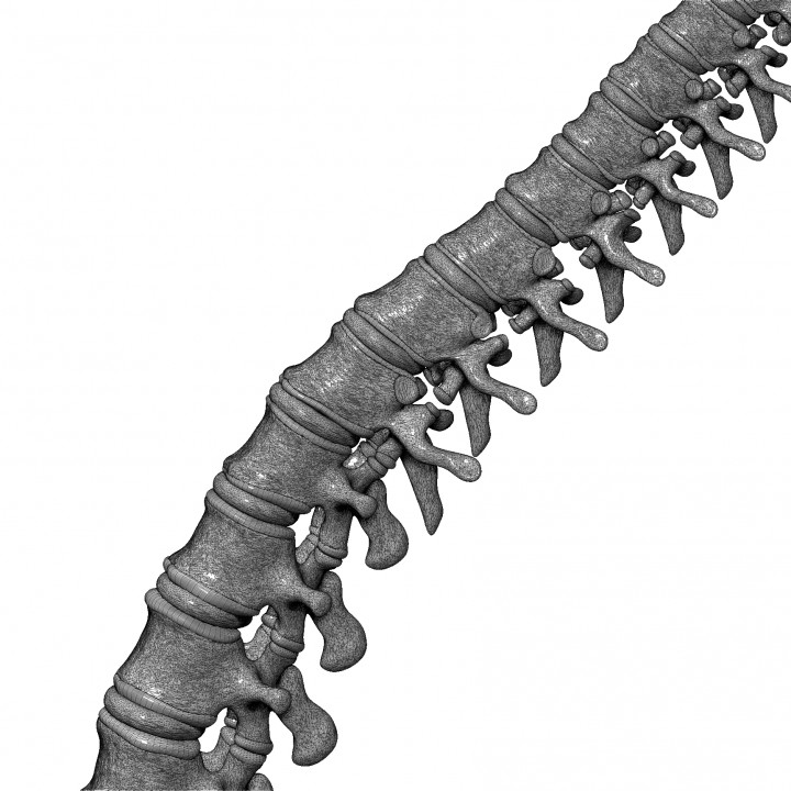 3D Printable Human spine by Viktoriya Kabanova