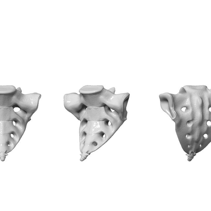 3D Printable Human spine by Viktoriya Kabanova