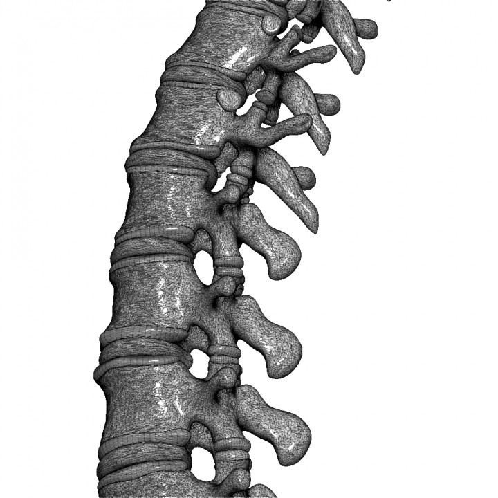 3D Printable Human spine by Viktoriya Kabanova