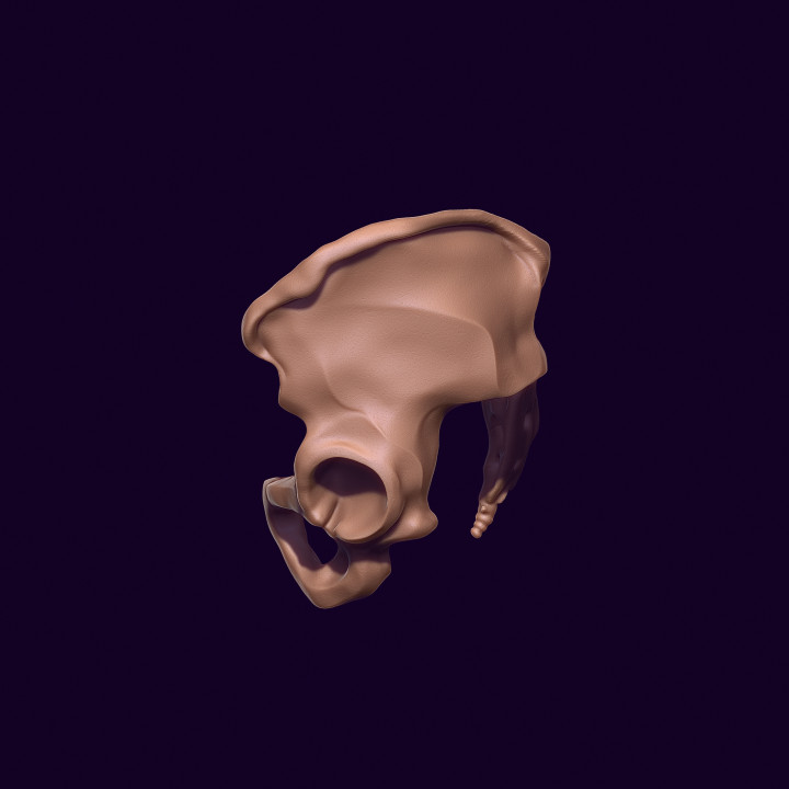3D Printable human pelvis by Viktoriya Kabanova