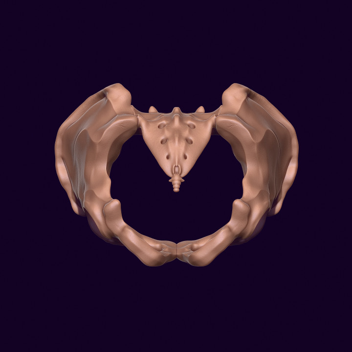 3D Printable human pelvis by Viktoriya Kabanova