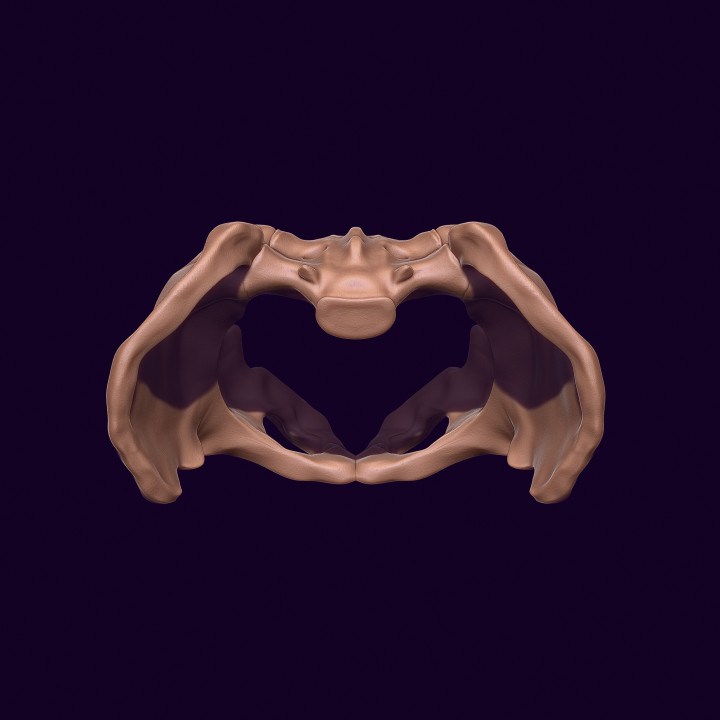 3D Printable human pelvis by Viktoriya Kabanova