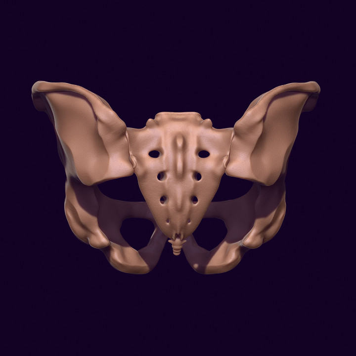 3D Printable human pelvis by Viktoriya Kabanova