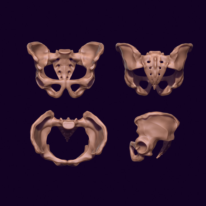 3D Printable human pelvis by Viktoriya Kabanova