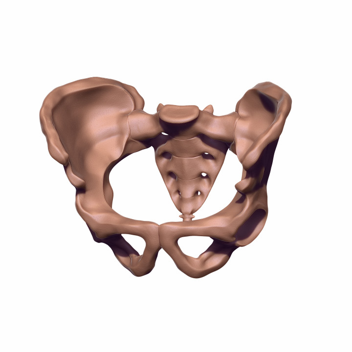3D Printable human pelvis by Viktoriya Kabanova