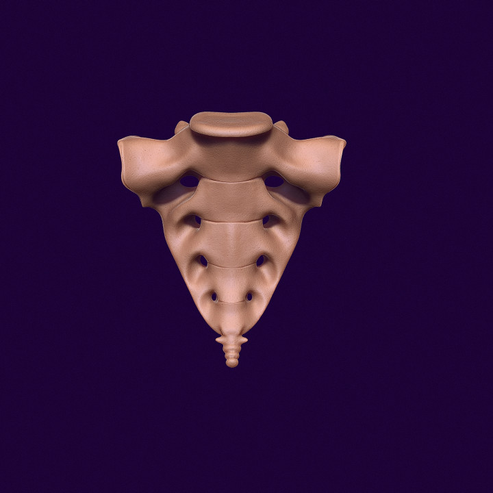 3D Printable human pelvis by Viktoriya Kabanova