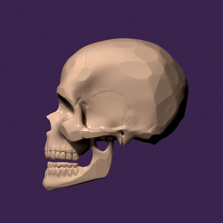 3D Printable human skull by Viktoriya Kabanova