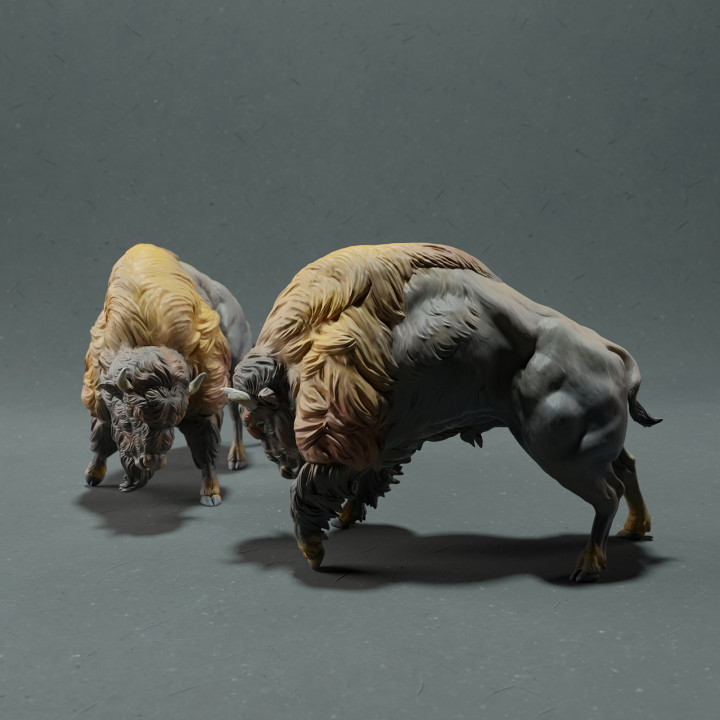 3D Printable American Bison - Fight by Animal Den Miniatures