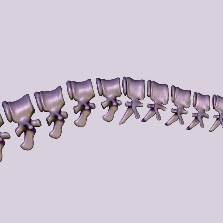 3D Printable printable spine divided into vertebrae by Viktoriya Kabanova