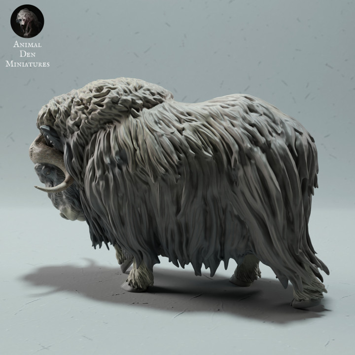 3D Printable Musk Ox Sheep by Animal Den Miniatures