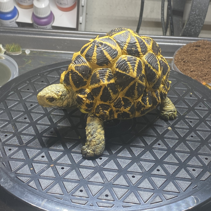 3D Printable Indian Star Turtle Ornament by Green Isand Pet