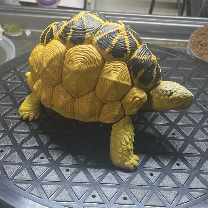 3D Printable Indian Star Turtle Ornament by Green Isand Pet