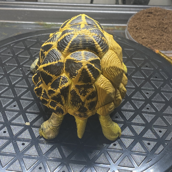 3D Printable Indian Star Turtle Ornament by Green Isand Pet