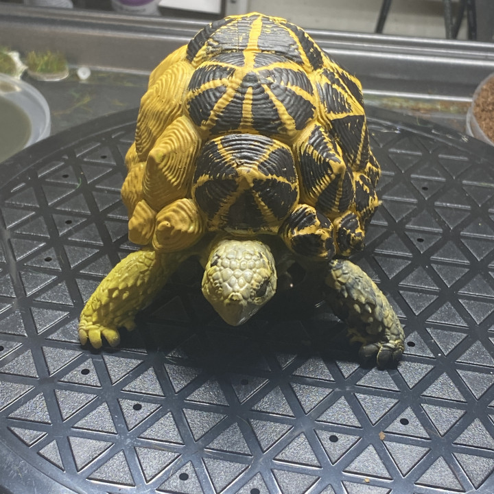 3D Printable Indian Star Turtle Ornament by Green Isand Pet
