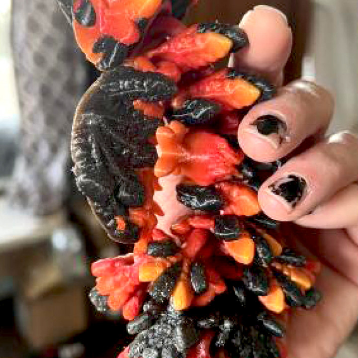 3D Printable Tiny Phoenix by Cinderwing3D