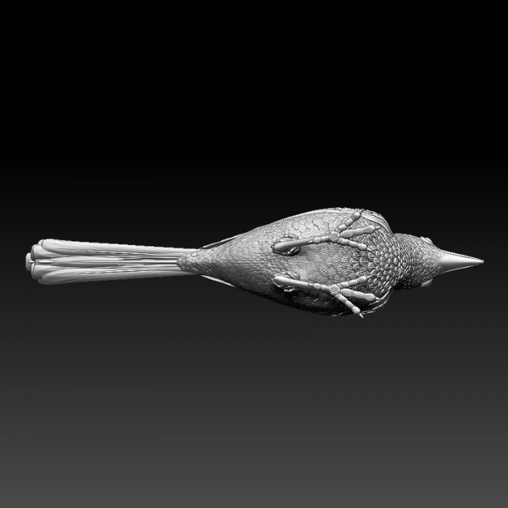 3D Printable wagtail by 3Dimontis