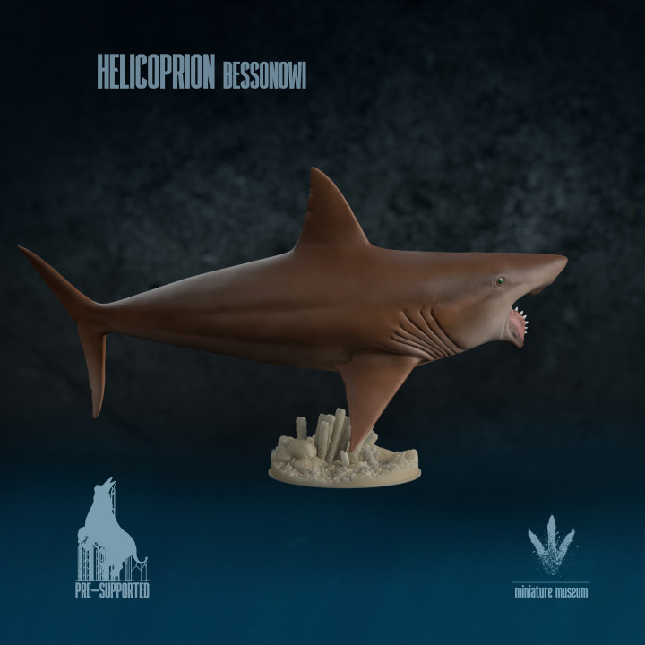 3D Printable Helicoprion bessonowi : Tooth Whorls of Permian by ...