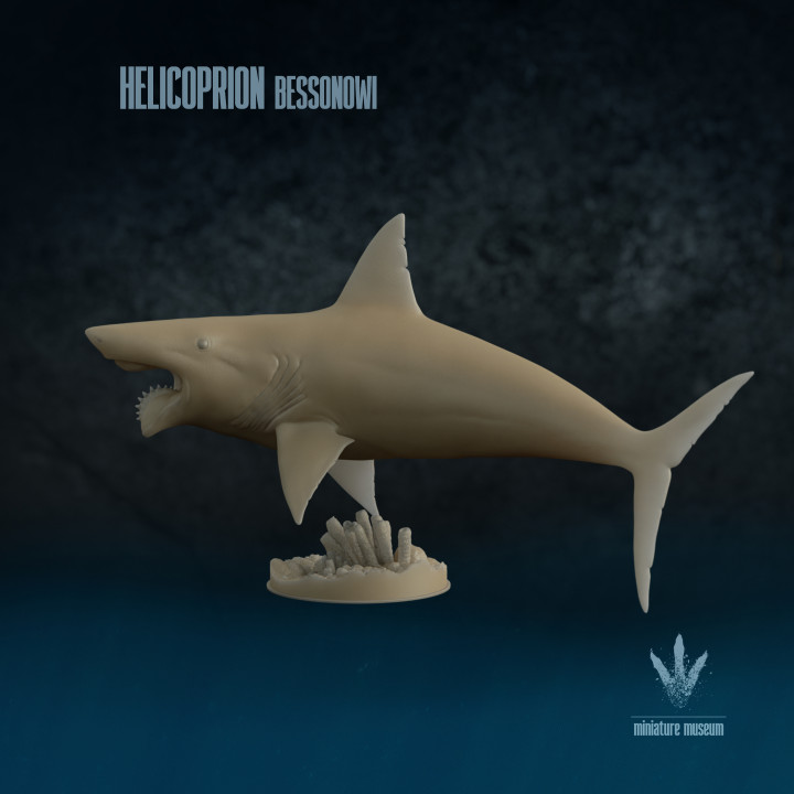 3D Printable Helicoprion bessonowi : Tooth Whorls of Permian by ...