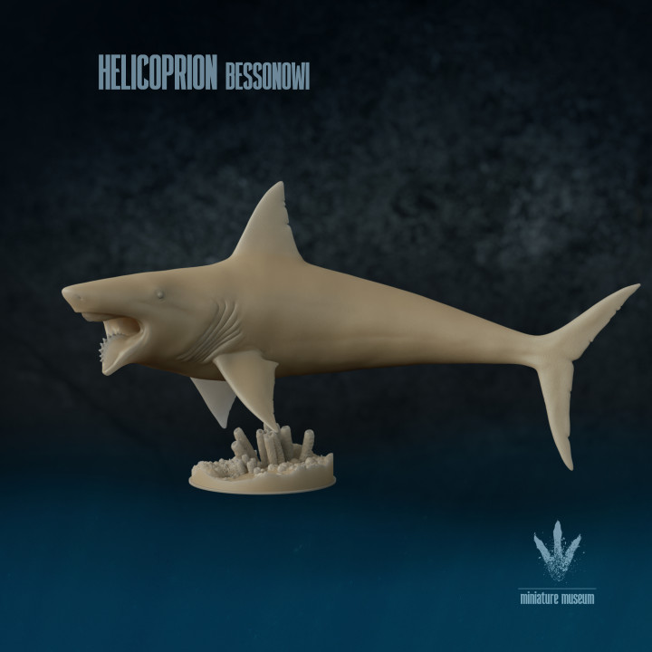 3D Printable Helicoprion bessonowi : Tooth Whorls of Permian by ...