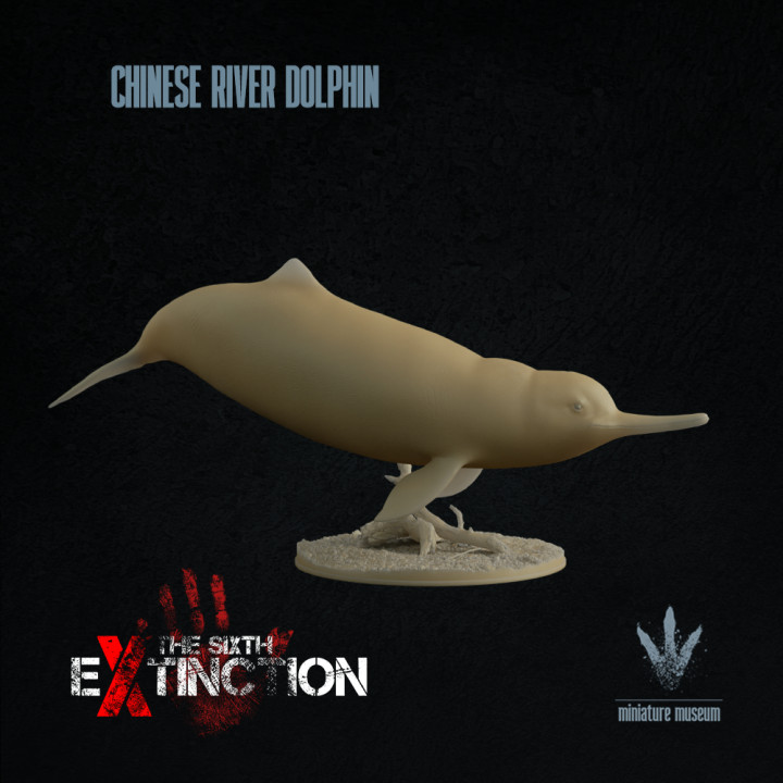 3D Printable Chinese River Dolphin : Lipotes vexillifer by Miniature Museum