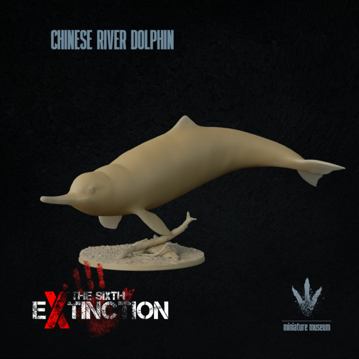 3D Printable Chinese River Dolphin : Lipotes vexillifer by Miniature Museum