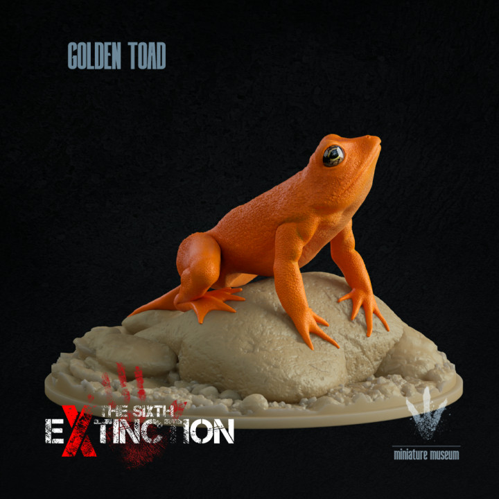 3D Printable Golden Toad : Incilius periglenes by Miniature Museum