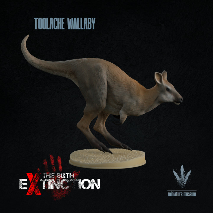 3D Printable Toolache wallaby : Kangaroo Hop by Miniature Museum