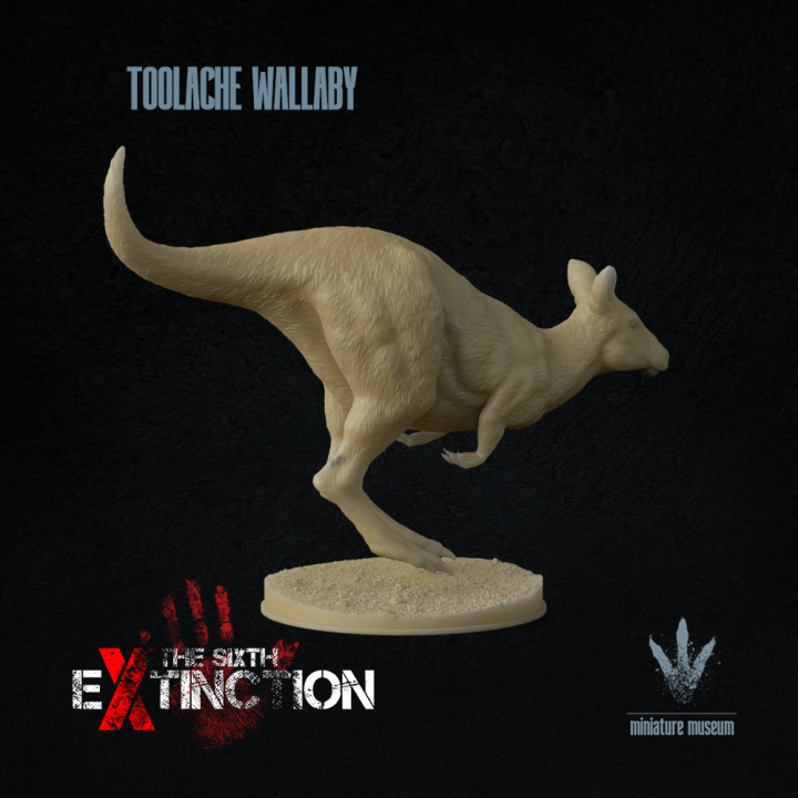 3D Printable Toolache wallaby : Kangaroo Hop by Miniature Museum