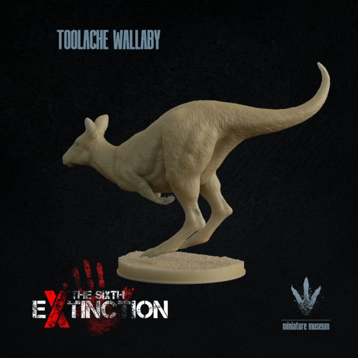3D Printable Toolache wallaby : Kangaroo Hop by Miniature Museum