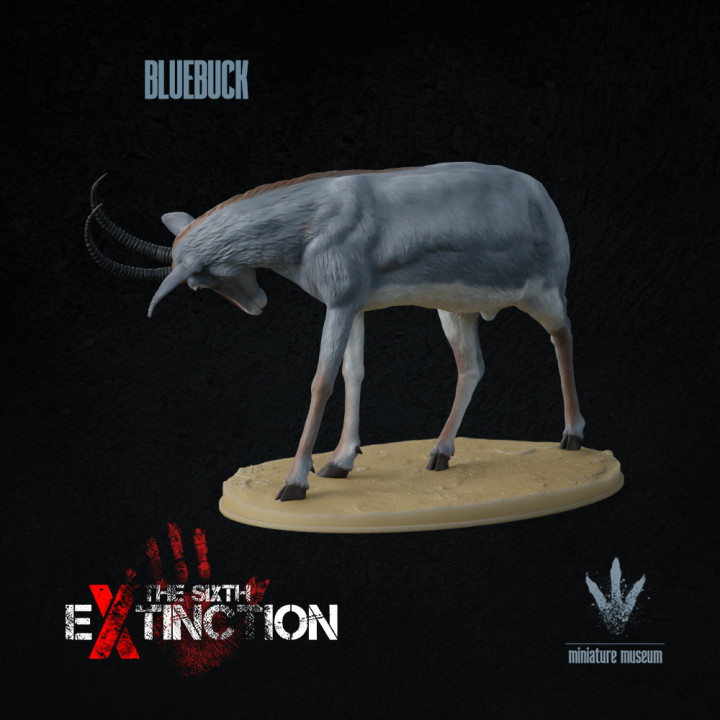 3D Printable Bluebuck : The Blue Antelope by Miniature Museum