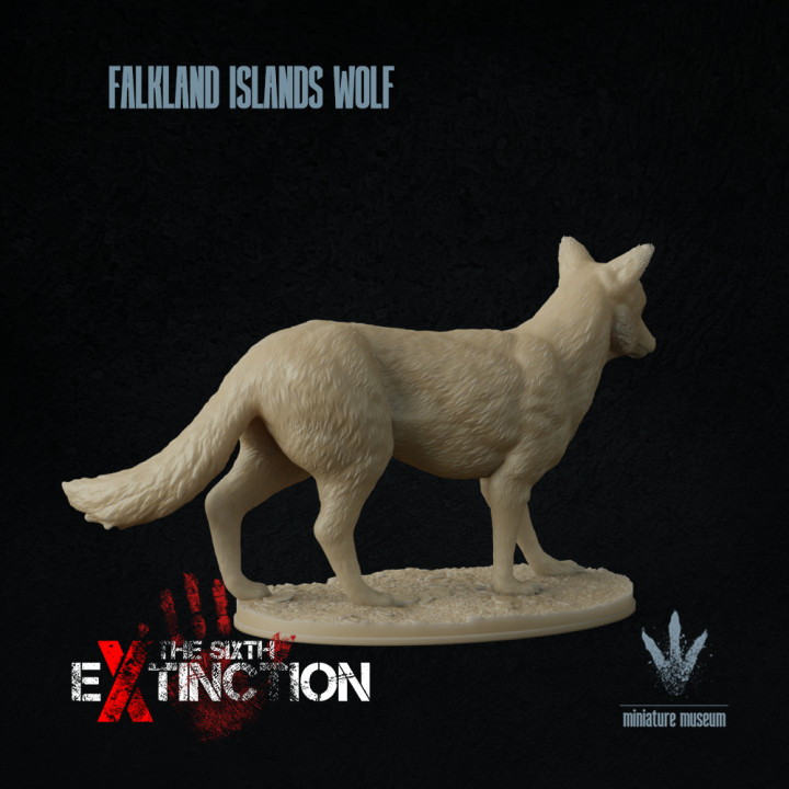 3D Printable Falkland Islands wolf : Dusicyon australis by Miniature Museum