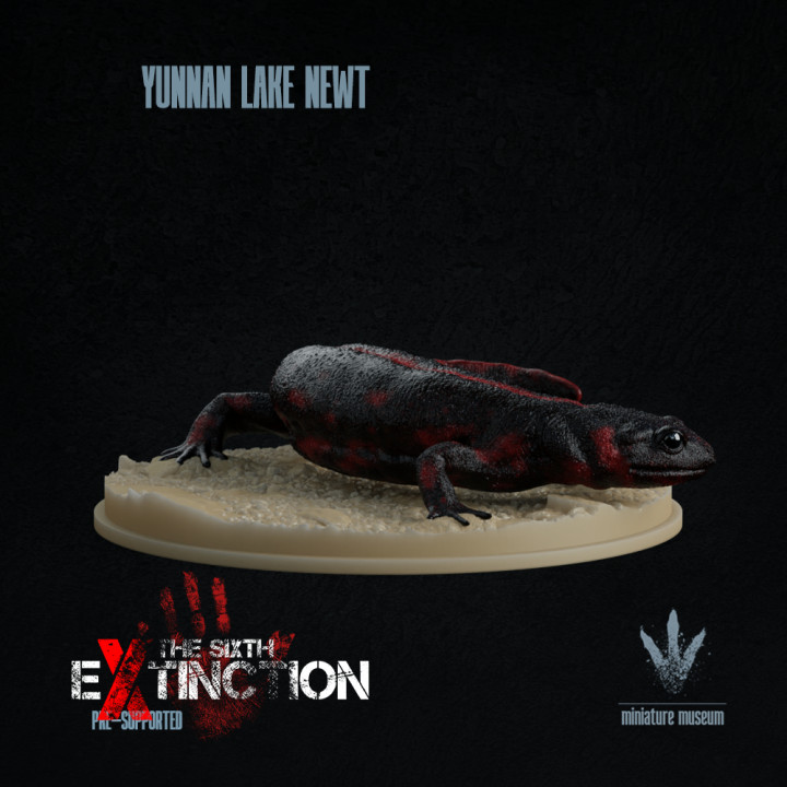 3D Printable Yunnan lake newt : Cynops wolterstorffi by Miniature Museum