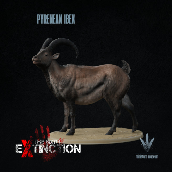 3D Printable Pyrenean ibex : Capra pyrenaica pyrenaica by Miniature Museum