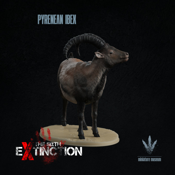 3D Printable Pyrenean ibex : Capra pyrenaica pyrenaica by Miniature Museum