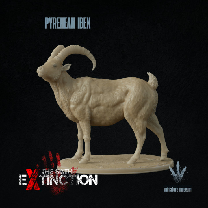 3D Printable Pyrenean ibex : Capra pyrenaica pyrenaica by Miniature Museum