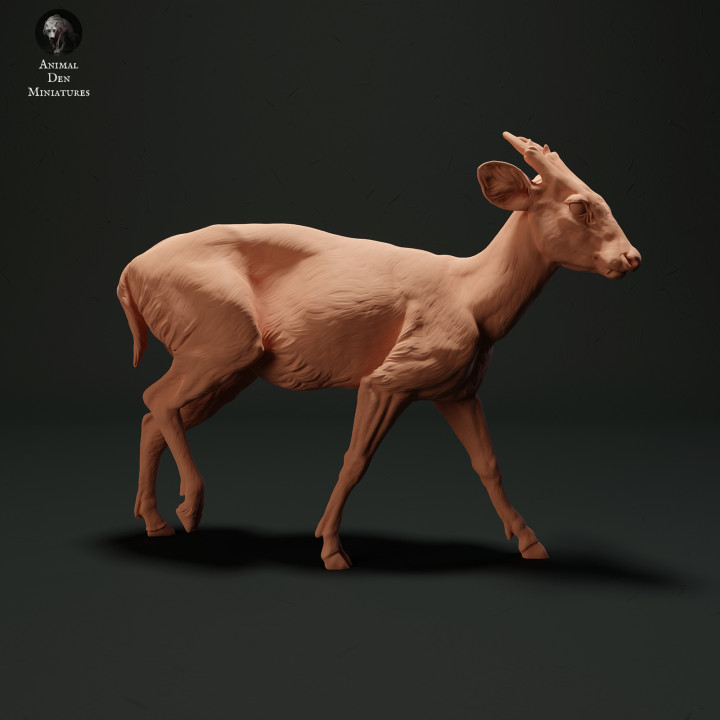 3D Printable Muntjac Deer by Animal Den Miniatures