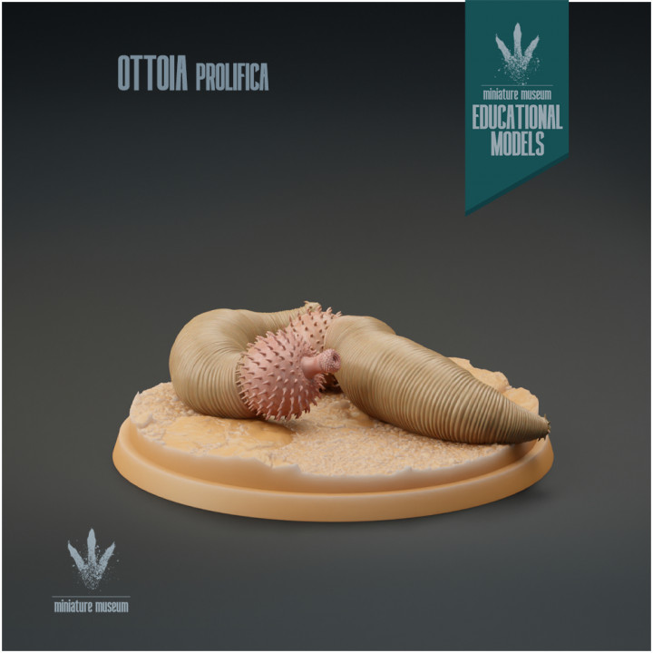 3D Printable Ottoia prolifica : Burgess Shale Worm by Miniature Museum