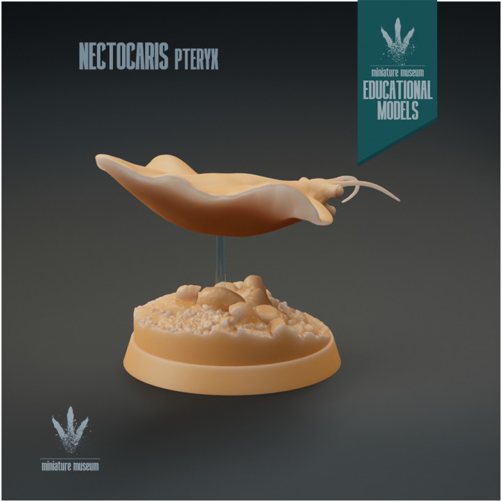 3D Printable Nectocaris pteryx : Prehistoric Squid-like Predator by ...