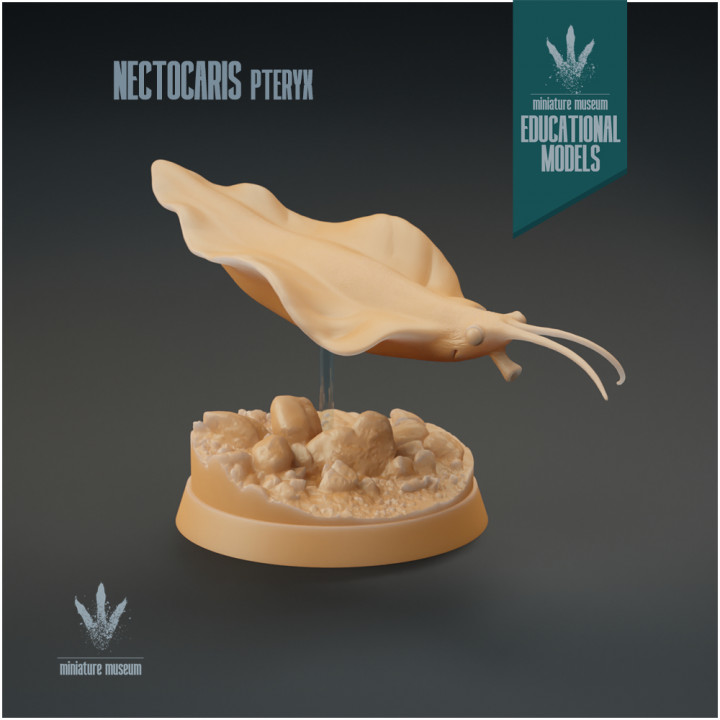 3D Printable Nectocaris pteryx : Prehistoric Squid-like Predator by ...
