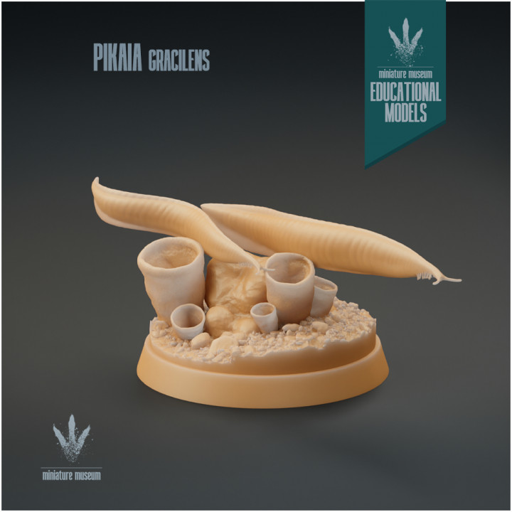 3D Printable Pikaia gracilens : Primitive Fish-like Animal by Miniature ...