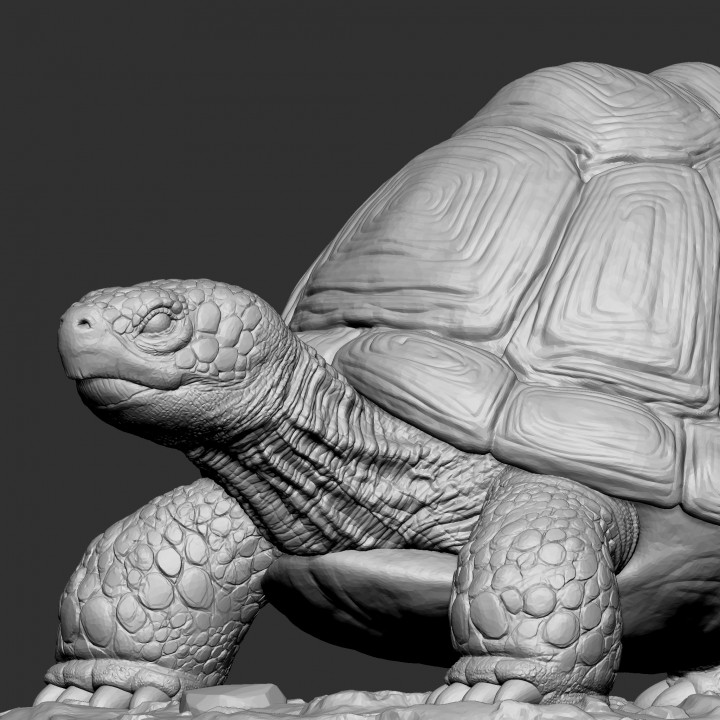 3D Printable TORTOISE by YD STUDIO