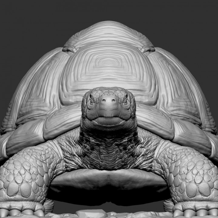 3D Printable TORTOISE by YD STUDIO